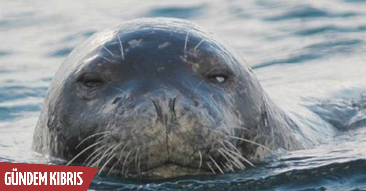 Baf sahilinde fok balığı - Gündem Kıbrıs Gazetesi - Kıbrıs Haber