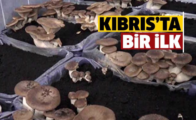 Doku örneğiyle gavcar mantarını üretmeyi başardı - Gündem Kıbrıs ...
