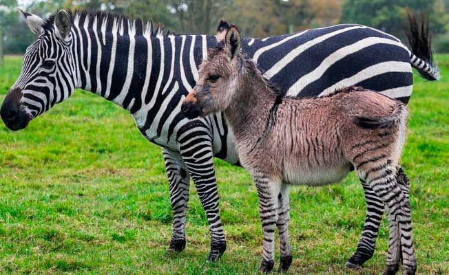 Rusya’da nadir melez bir hayvan doğdu: Zebra da değil eşek de - Gündem ...