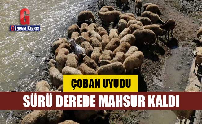 Çoban uyudu, sürü derede mahsur kaldı - Gündem Kıbrıs Gazetesi - Kıbrıs ...