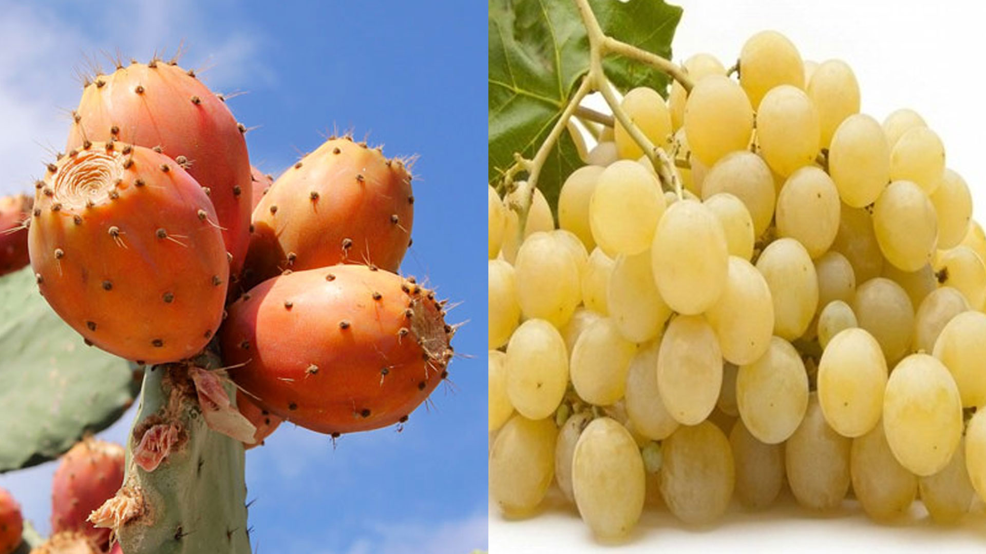 Babutsa ve sultani üzümde zehir... - Gündem Kıbrıs Gazetesi - Kıbrıs Haber